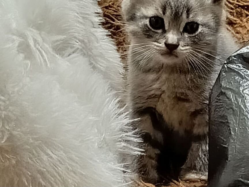 Котята чистокровные вислоухой шатландской