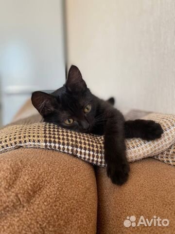 Черная кошечка 3месяца