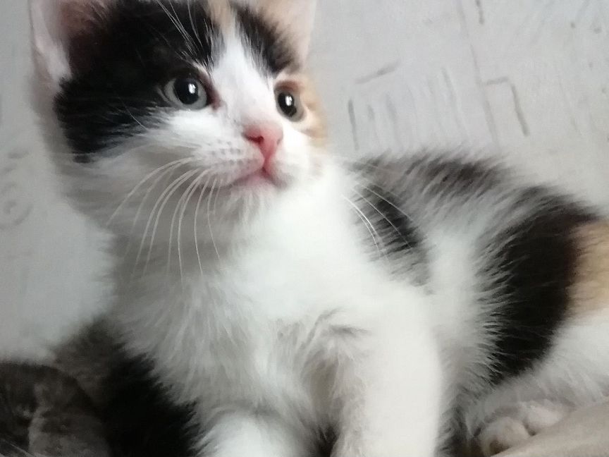 Кошка в дар бесплатно