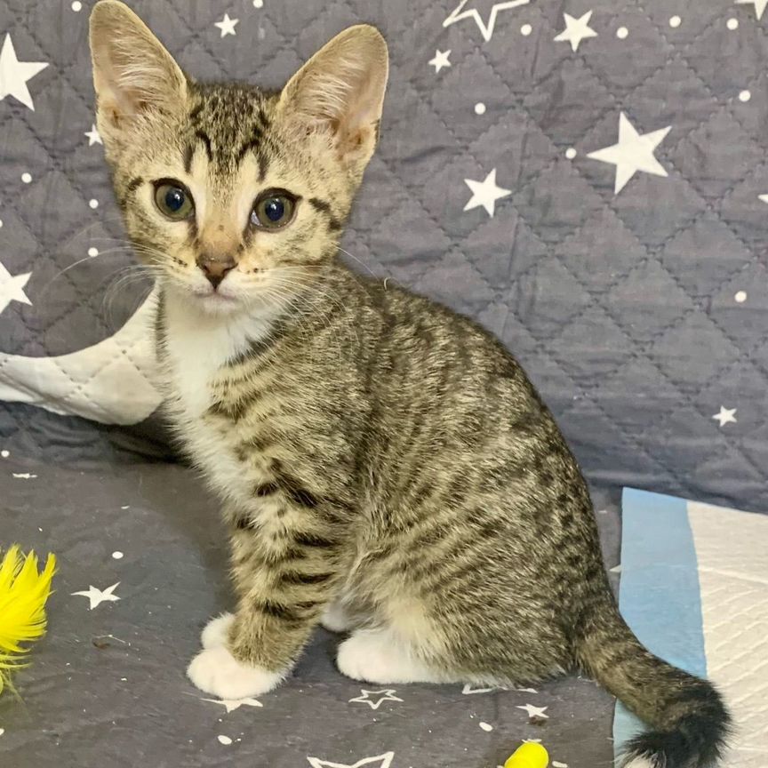 Котёнок в добрые руки