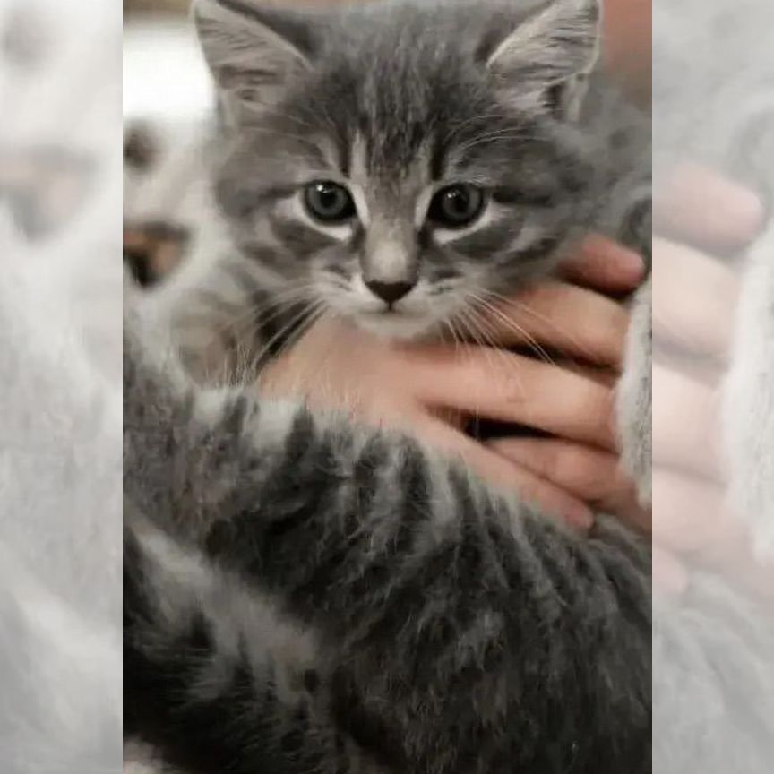 Сибирский котёнок