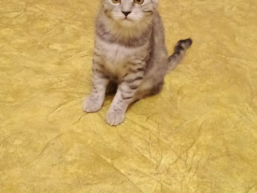 Шотландский котенок