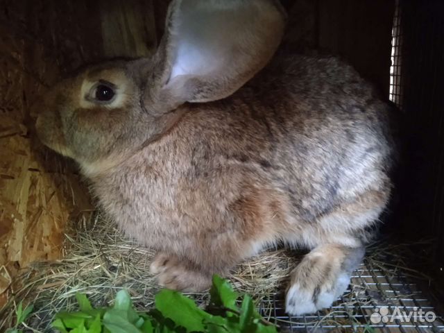 Кролики мясных пород