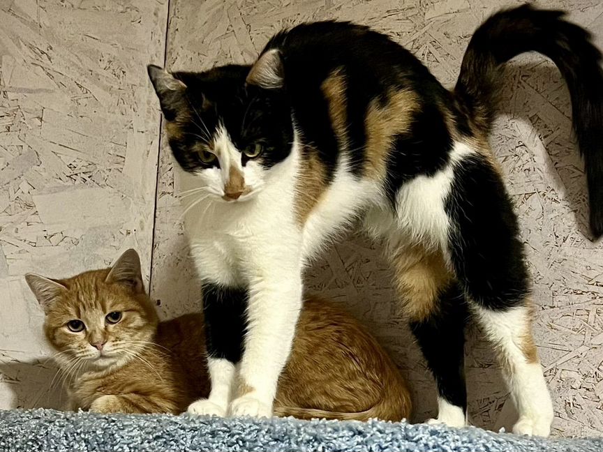 Трехцветная кошечка (6мес) бесплатно в добрые руки