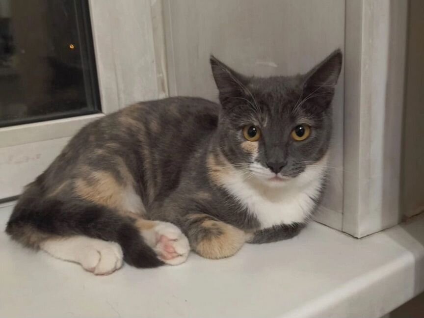Котёнок Пятнышка ищет хозяина. В хорошие руки
