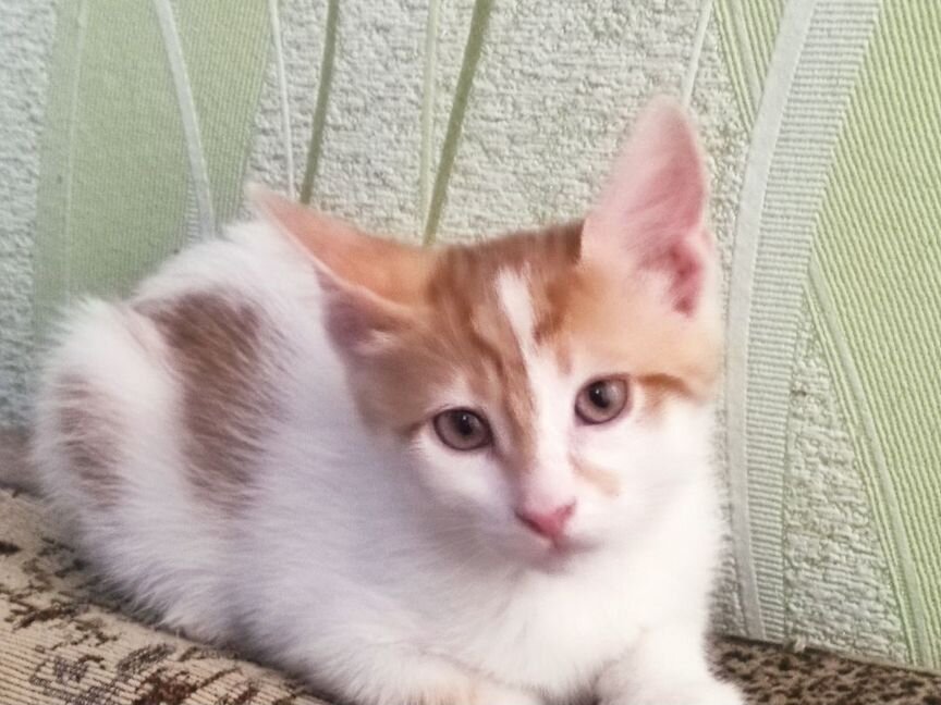 Кот, 2,5 месяца