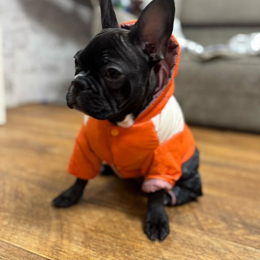 Французский бульдог