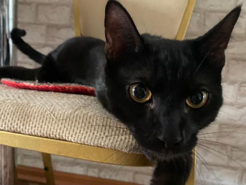 Кот