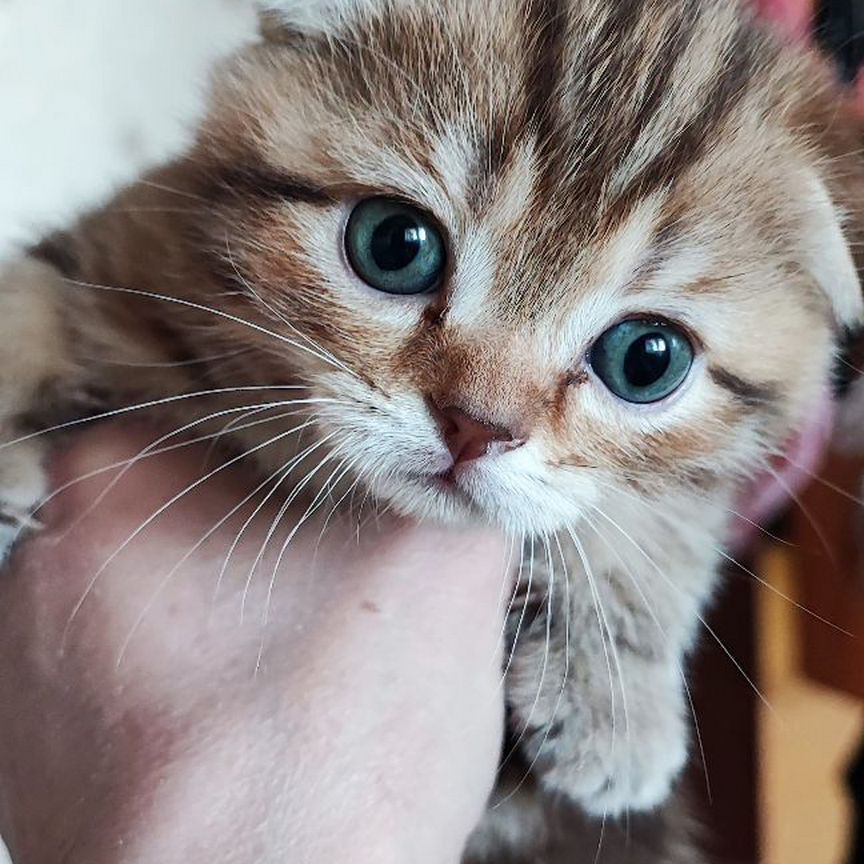Шотландские вислоухие котята