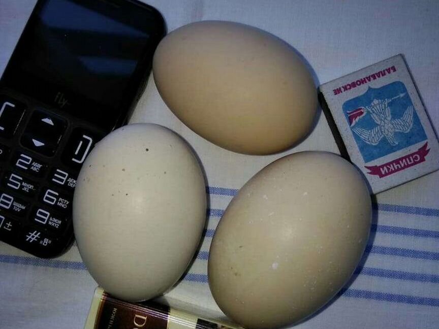 Юрловские куры