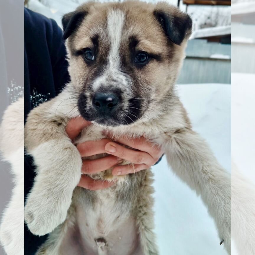 Щенок в добрые руки