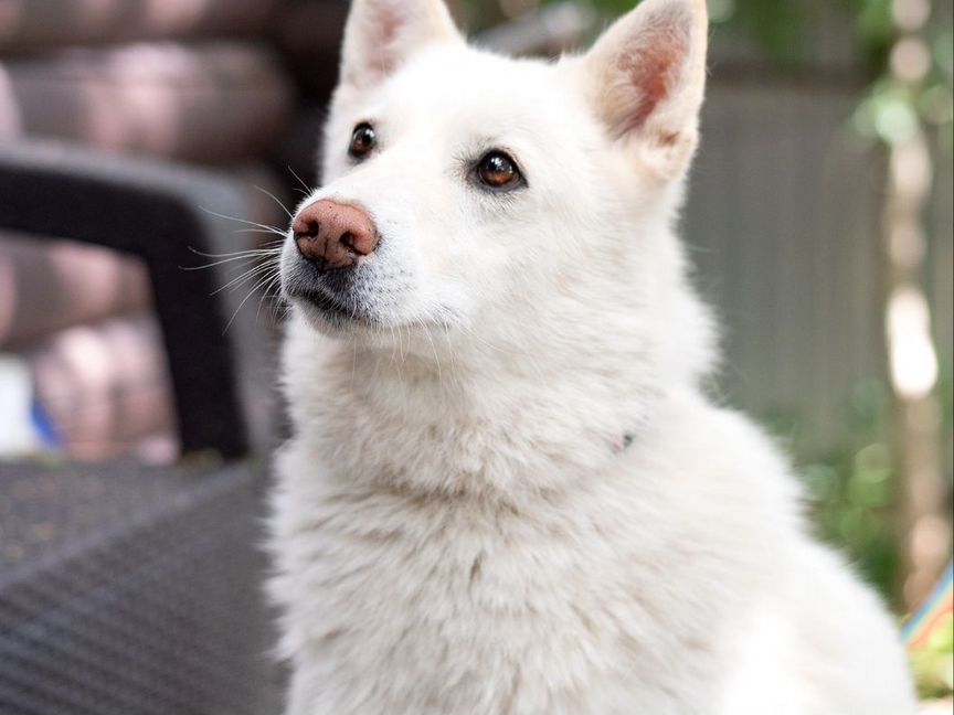 Собака в добрые руки