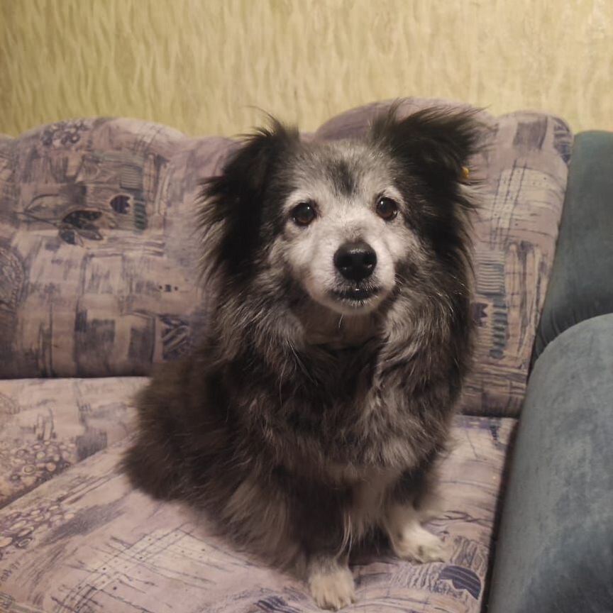 Маленькая собака в добрые руки