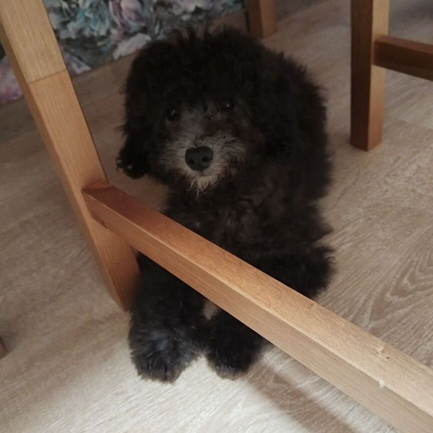 Карликовый пудель