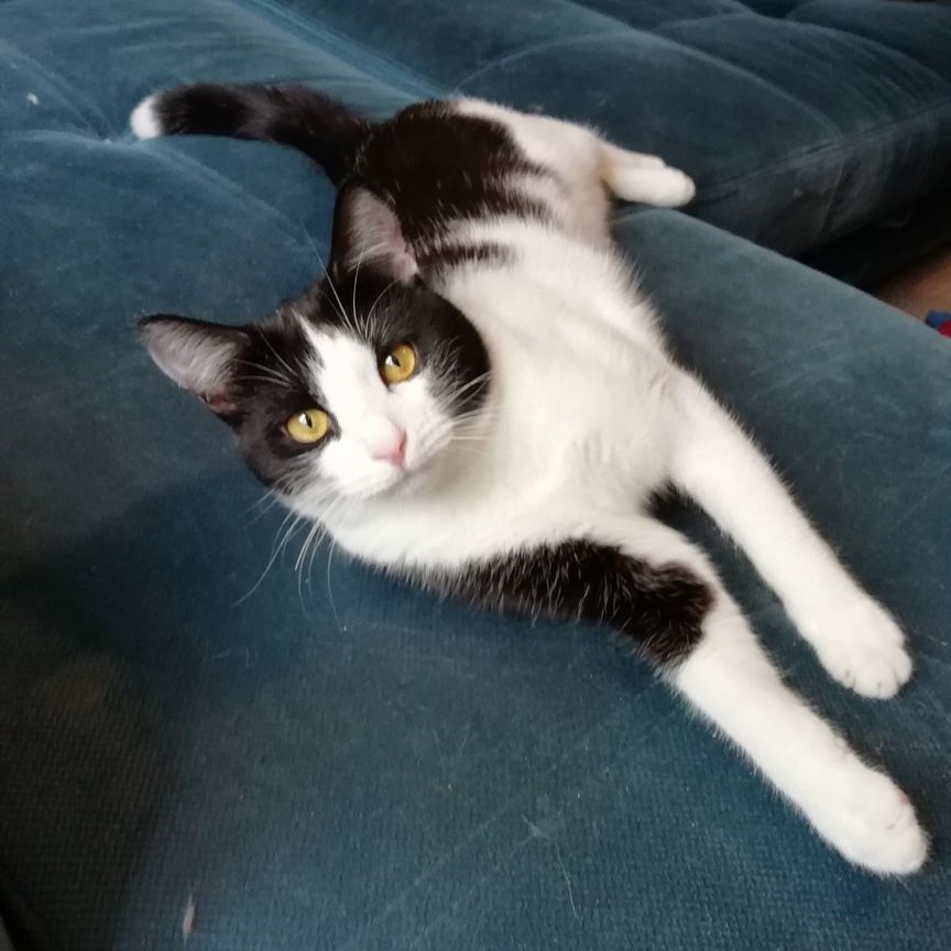 Котенок девочка