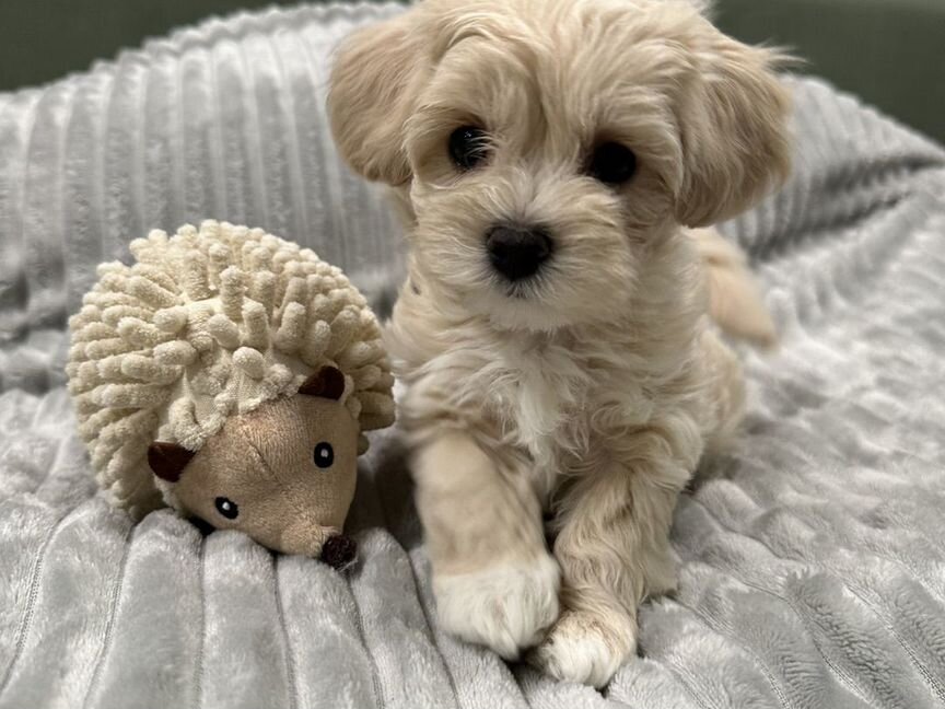 Щенок Мальтипу mini f1 девочка