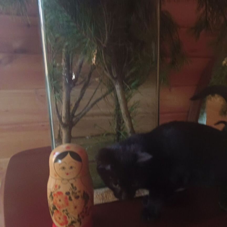 Котята 3 мес. Воспитанные