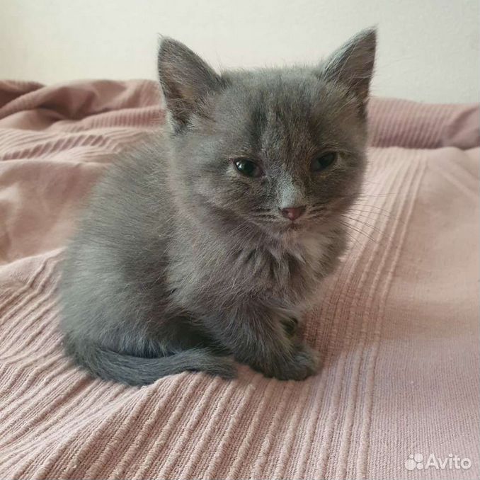 Дымка ищет дом