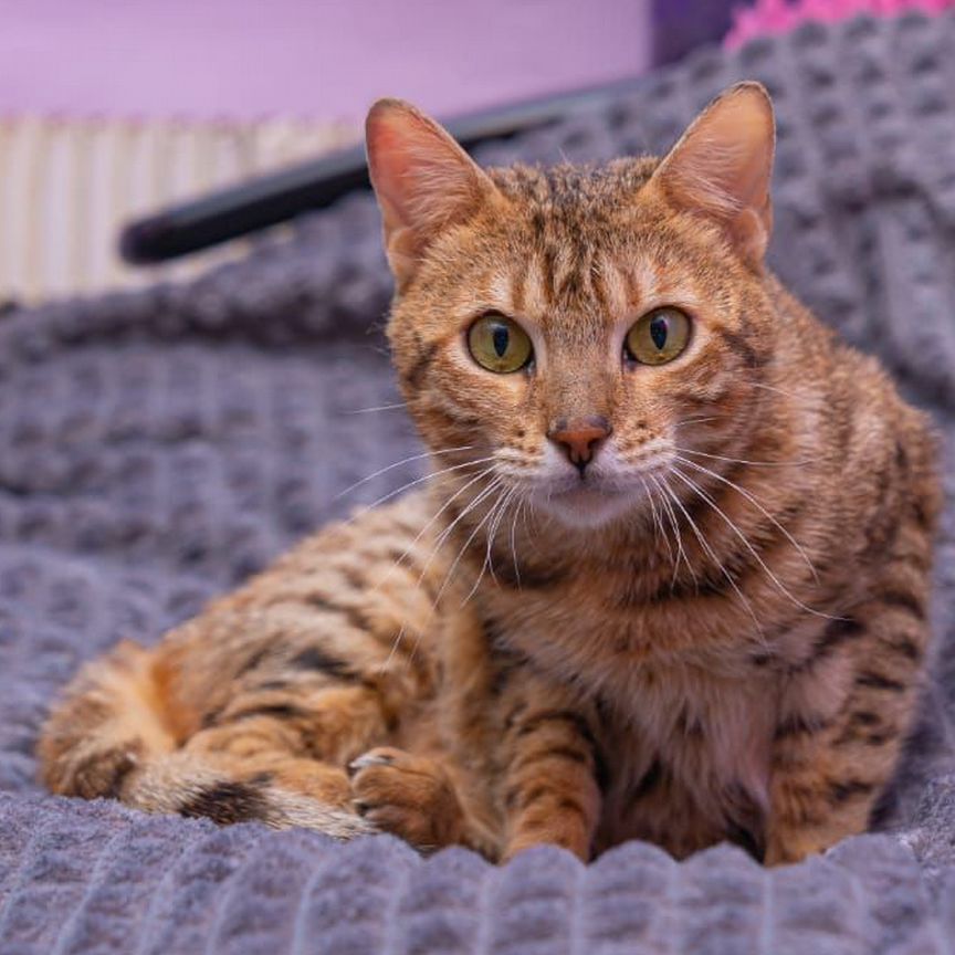 Ждёт хозяина