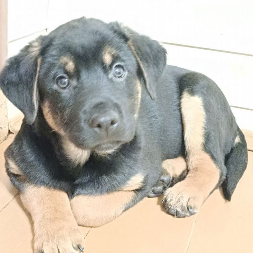 Щенок в добрые руки