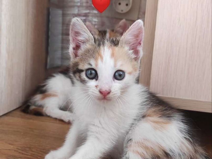 Кошка в дар