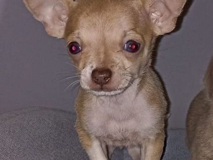 Девочка Изабелла