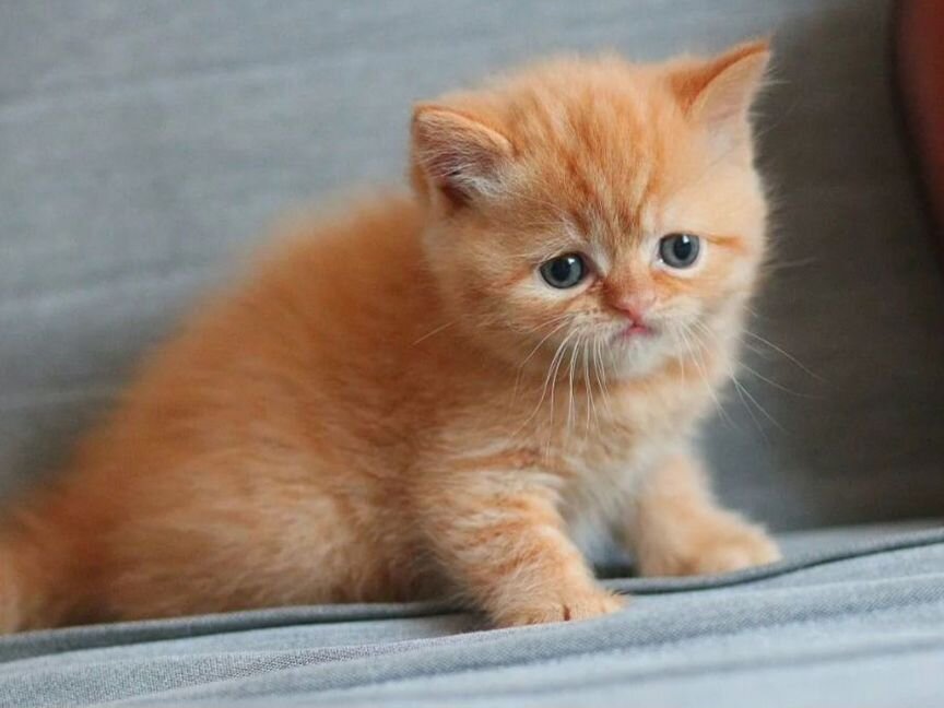 Апельсиновый котик
