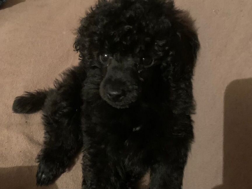 Вязка кобель пудель той