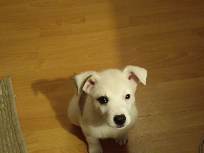 Отдаю щенка