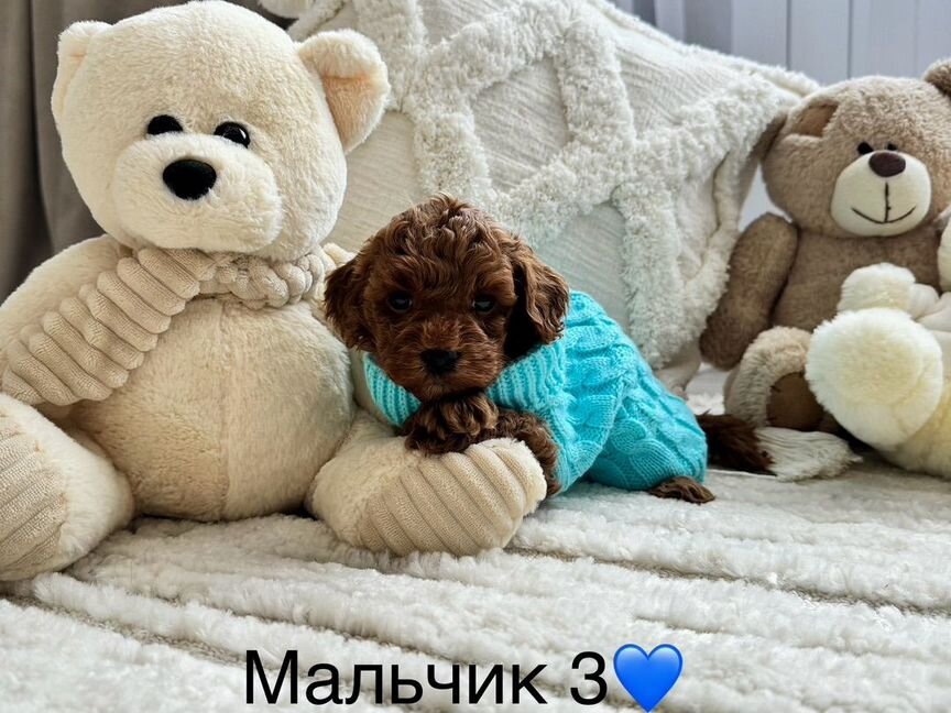 Мишка Тедди той-пудель