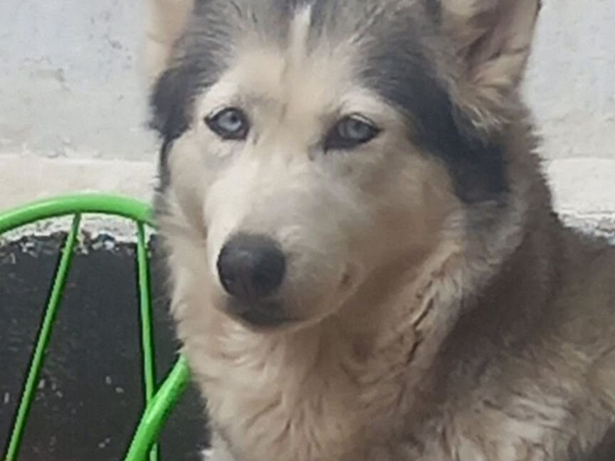 Потерялась хаски девочка