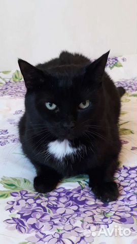 Кошка