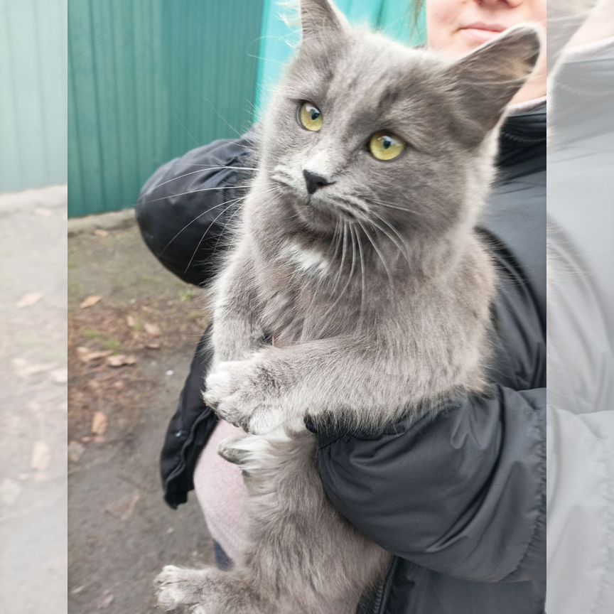 Подарю кошечку