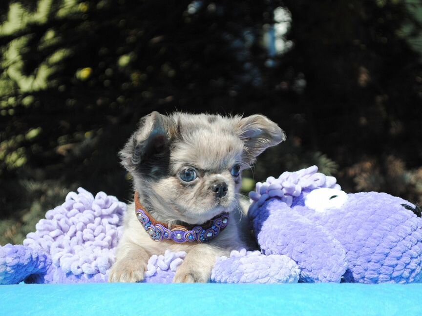 Голубой мрамор мальчишка