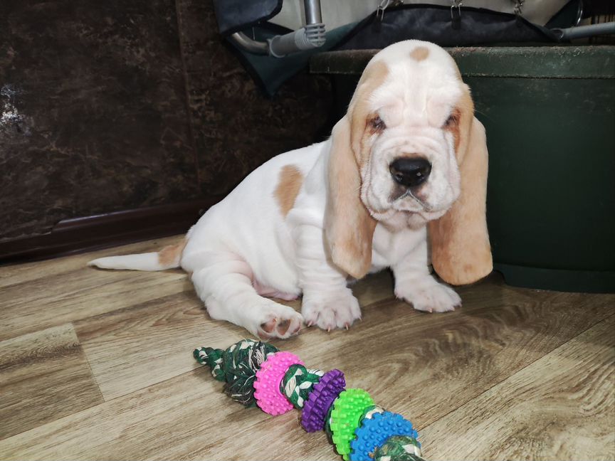 Бассет-хаунд щенок кобель