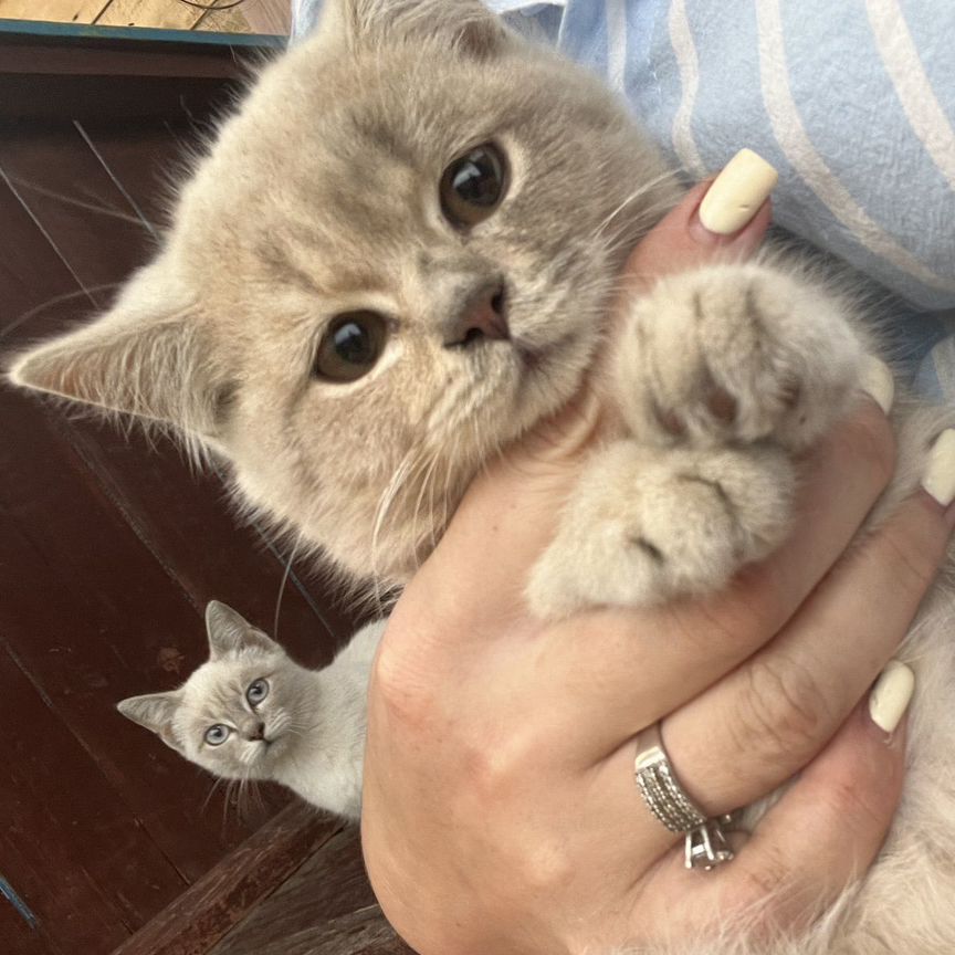 Котенок девочка