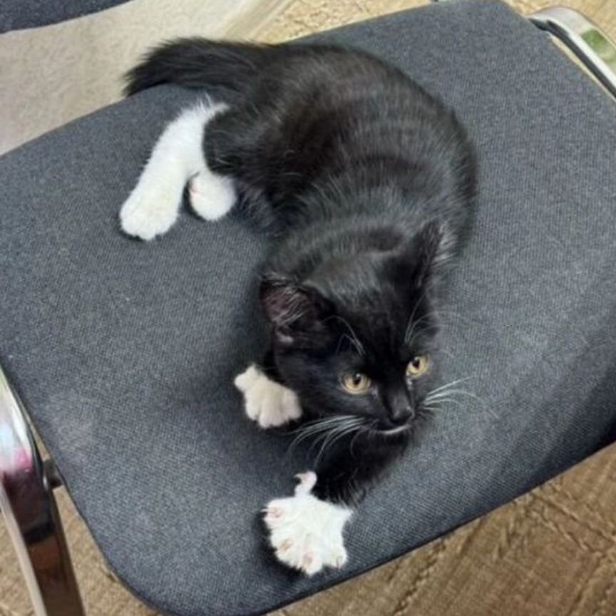 Котёнок в добрые руки