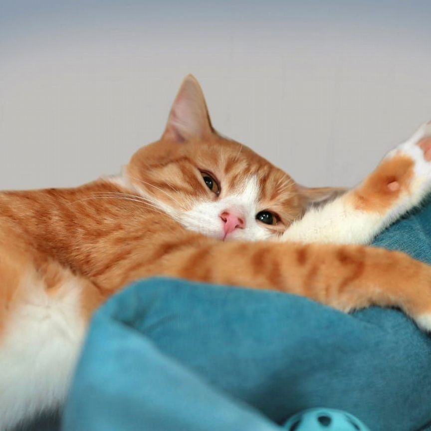 Нужен дом молодому котику Лёвушке