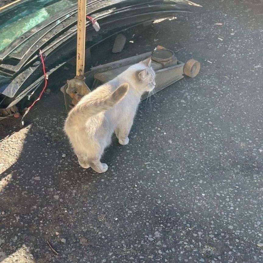 Кошка в добрые руки