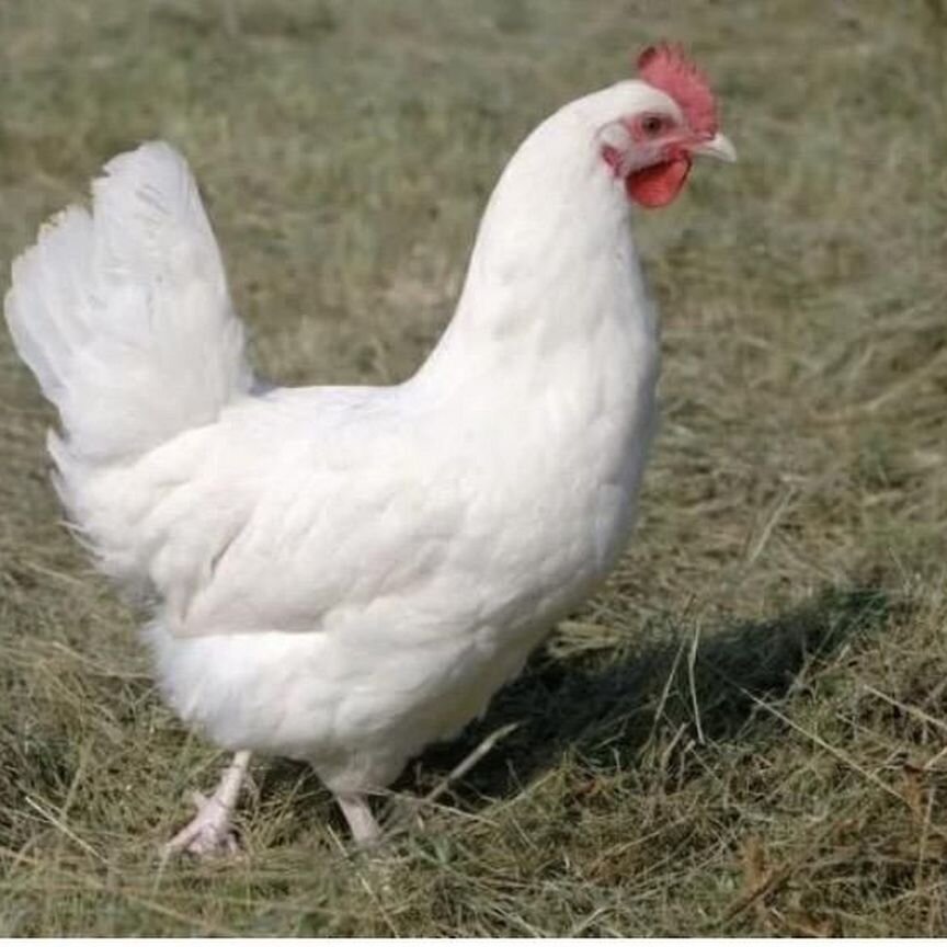 Белые несушки высокой яйценоскости с доставкой