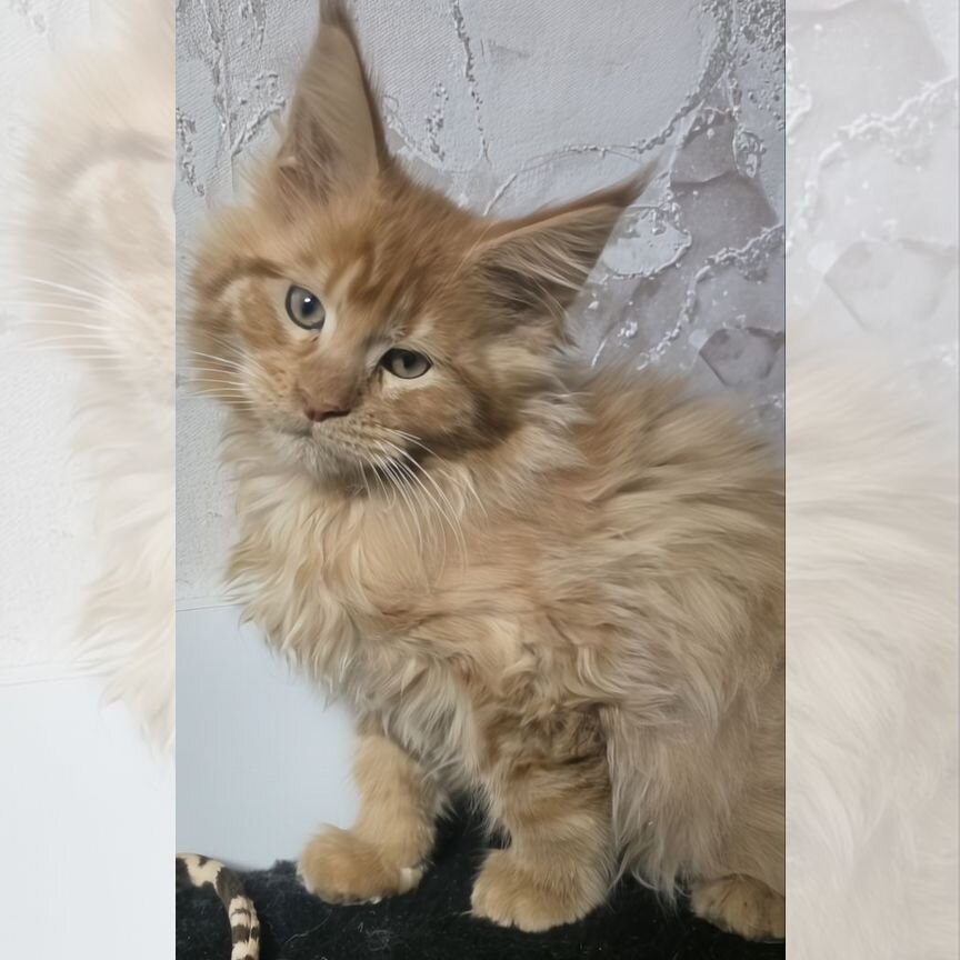 Мейн-кун котёнок