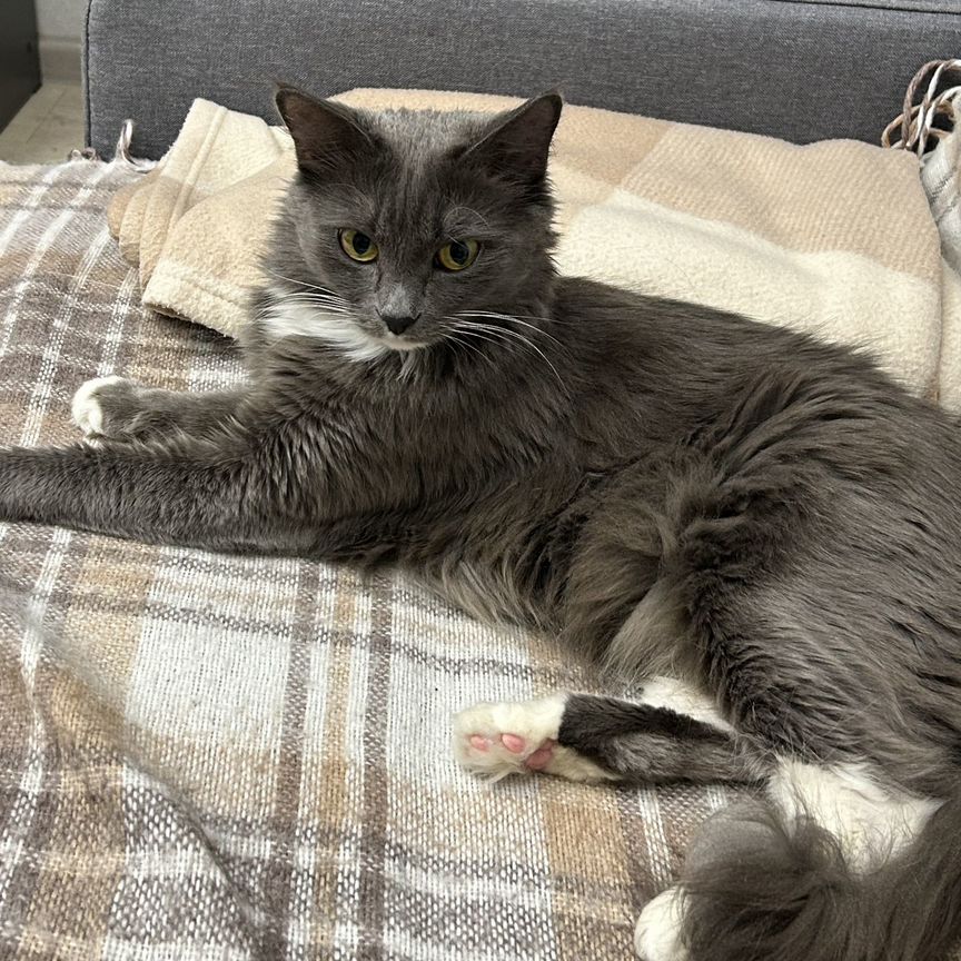 Нибелунг, взрослая кошка