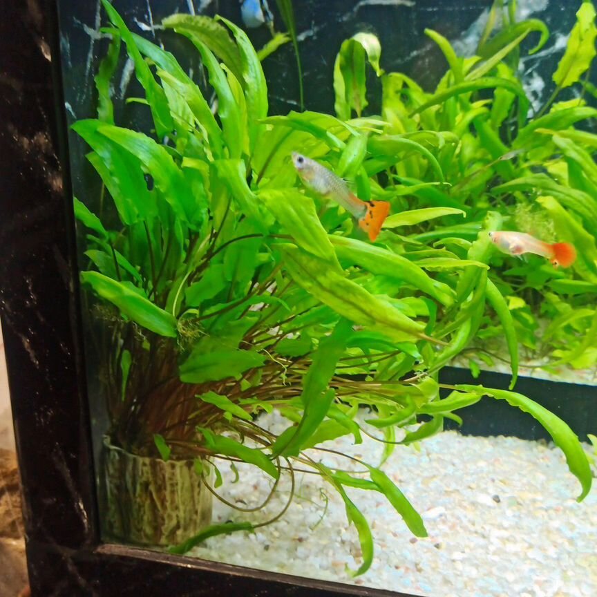 Куст Криптокарины в горшке, растение для аквариума