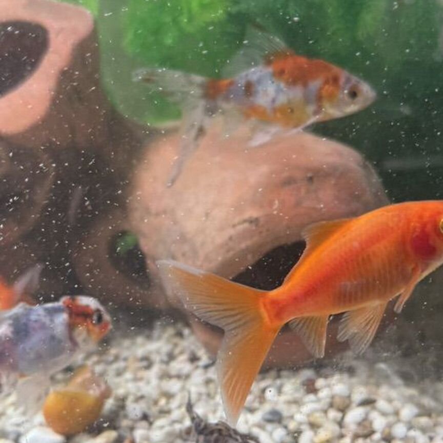 Золотые рыбки