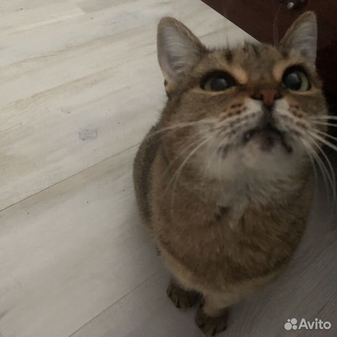 Милая котейка