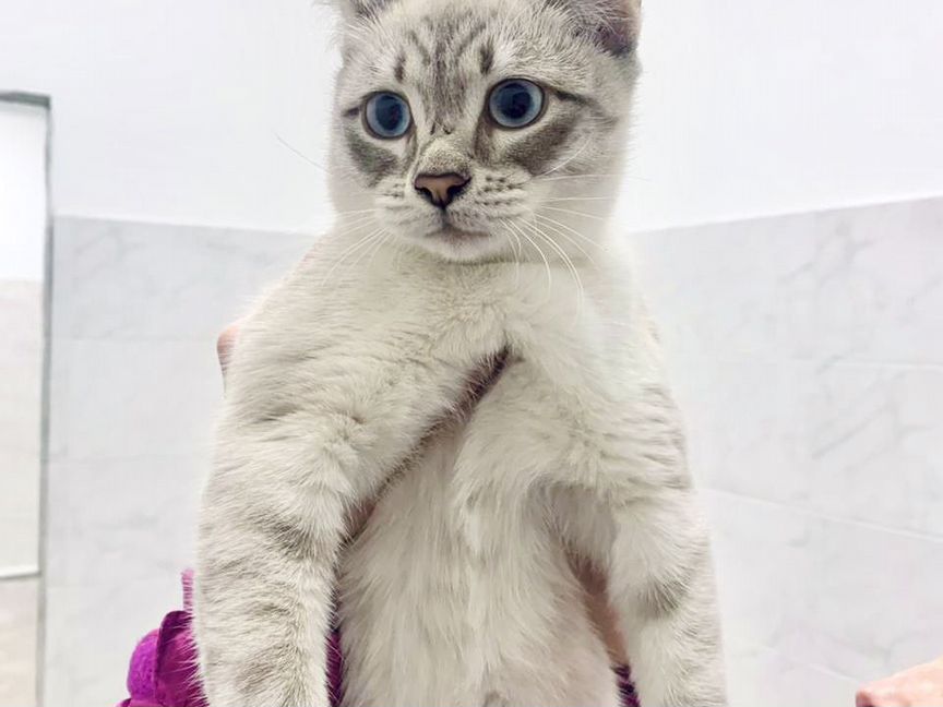 Сэнди в заботливые руки