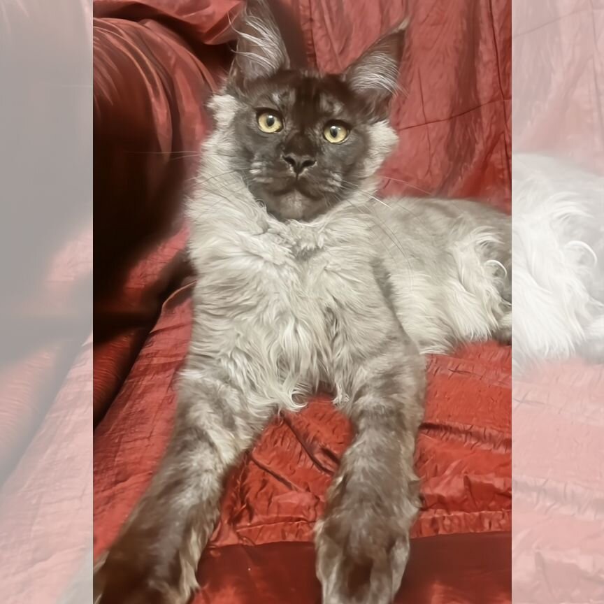 Мейн-кун котёнок