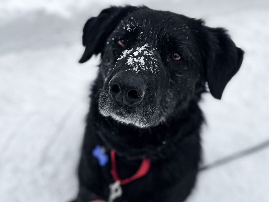 Ласковый и нежный пёс