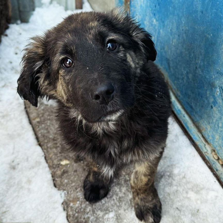 Щенок-мальчик в дар