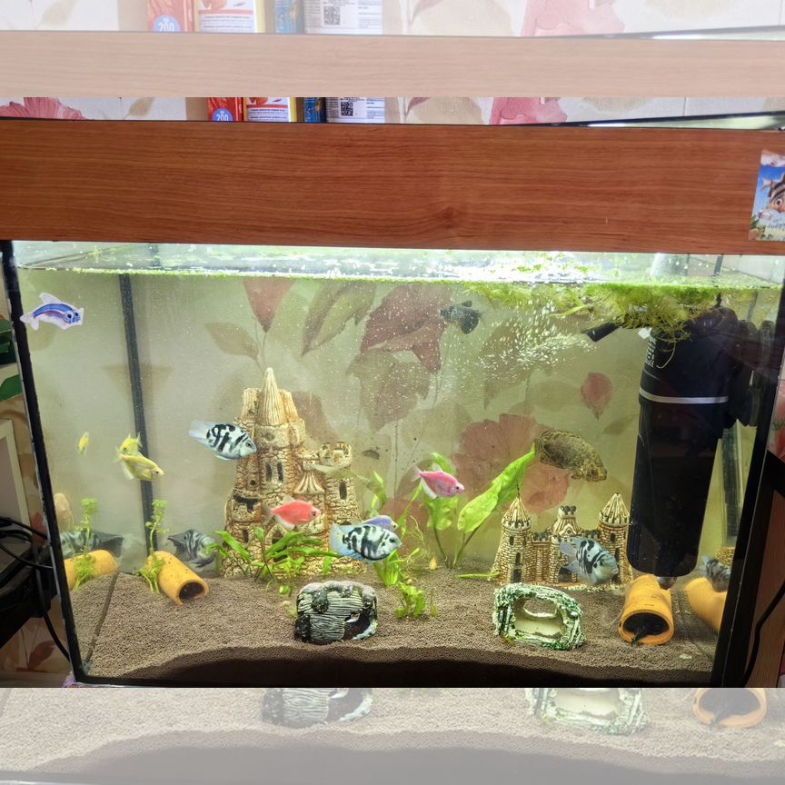 Аквариум с рыбками